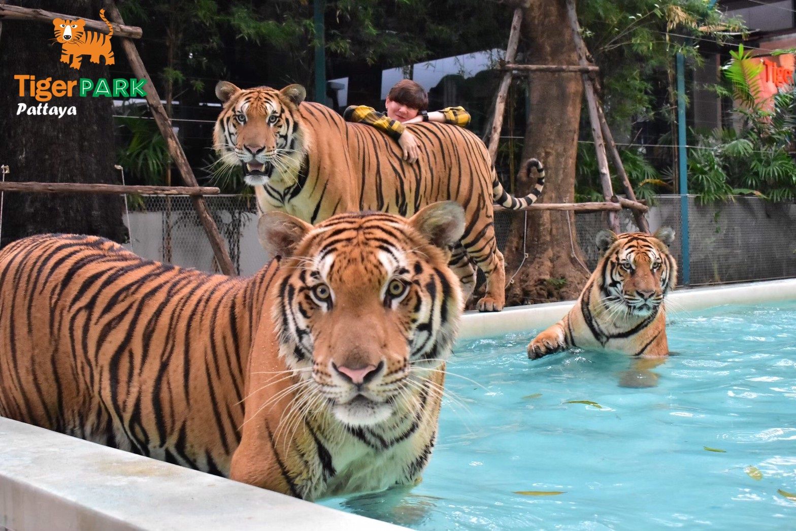 บัตรเข้า ไทเกอร์ พาร์ค I พัทยา (Tiger Park I Pattaya)