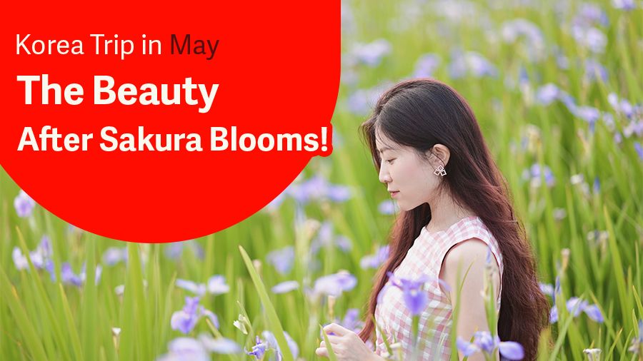 Experience the Beauty of Korea in May After Sakura Blooms!